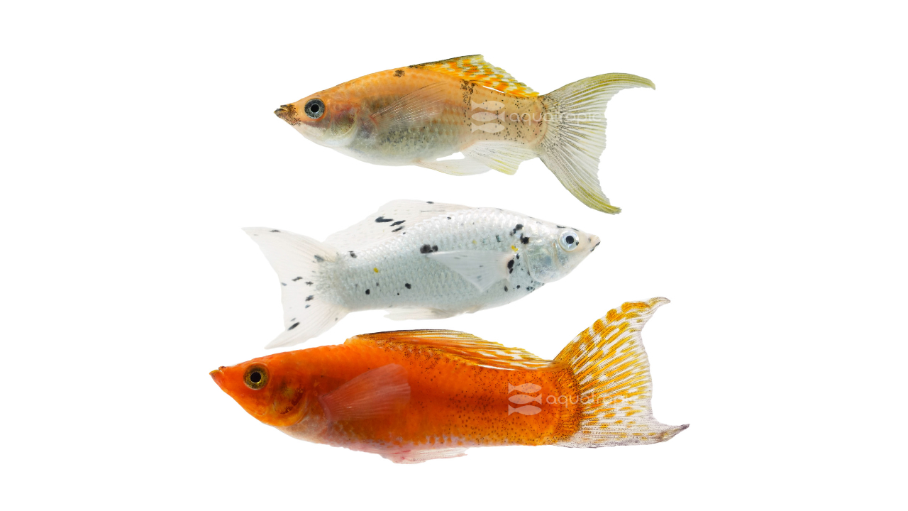 Wide Finned. Varied. Gorgeous. Lyretail Sailfin Mollies! - Quality Marine