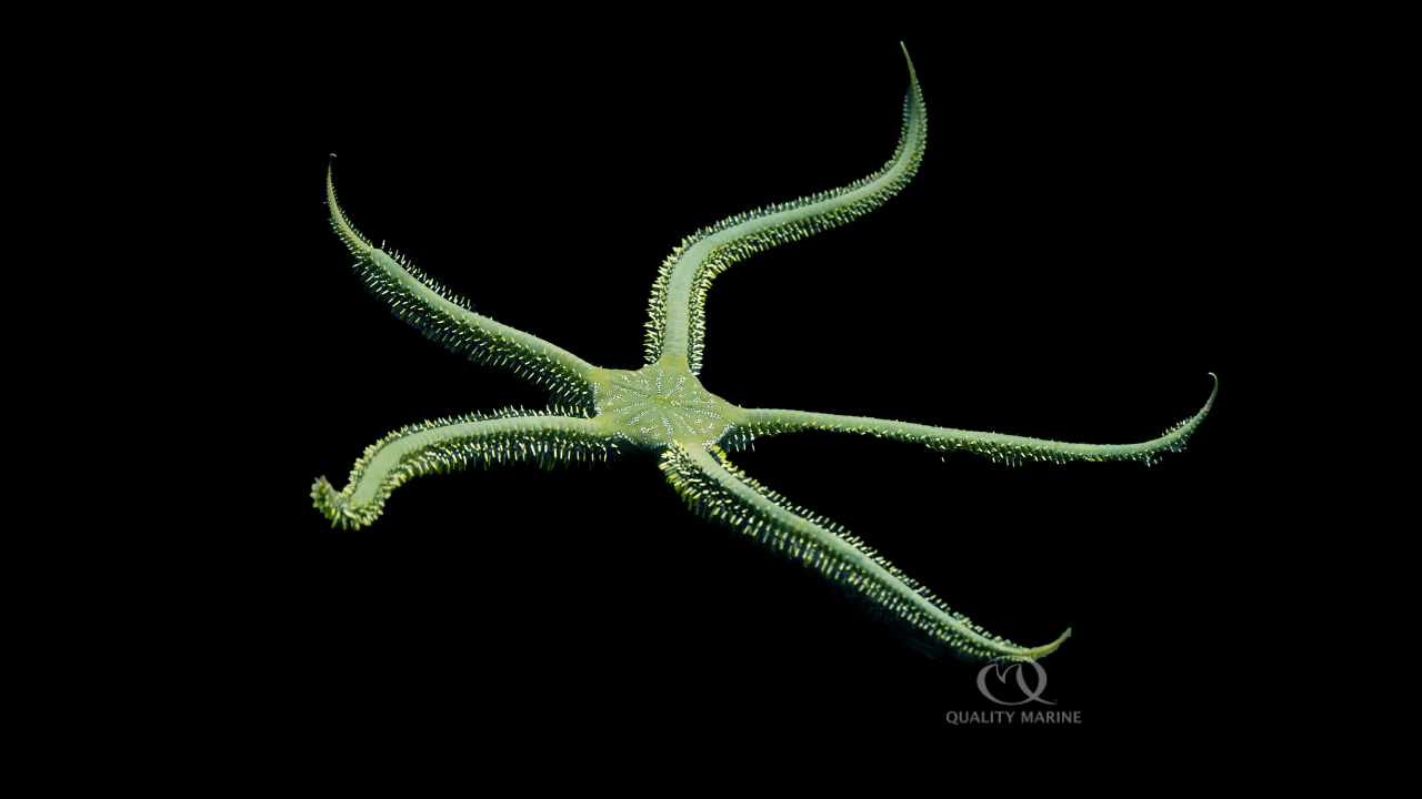 The Interesting Incrassata - Quality Marine