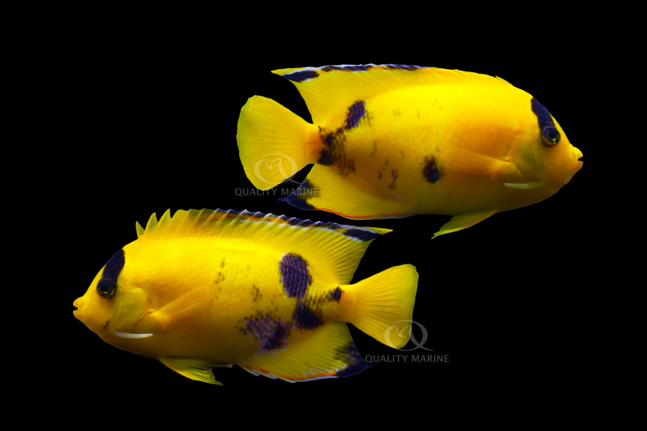 Aberrant Bicolor Angel - Quality Marine