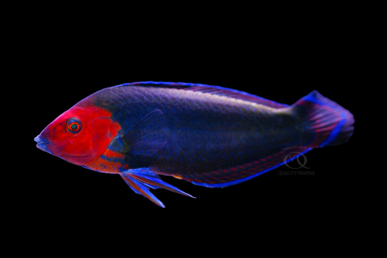 Red-Head Wrasse - Quality Marine