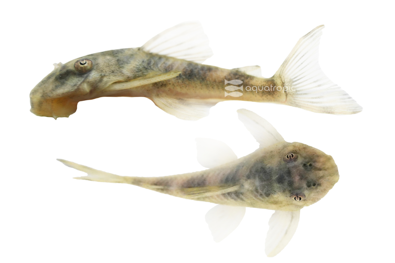 What the L? - Quality Marine