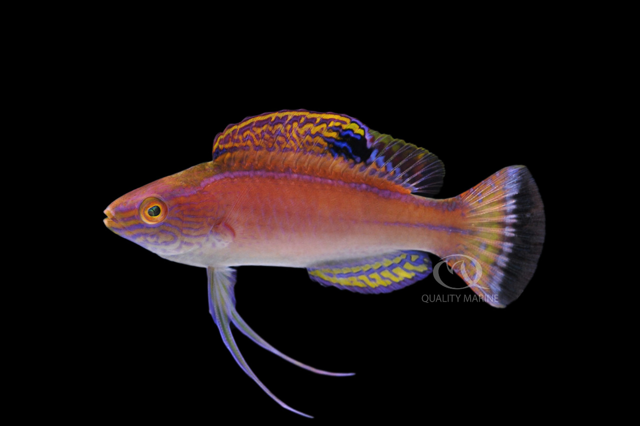 When Is A Pyle Not A Pyle? When It's A Latigo (of course) - Quality Marine