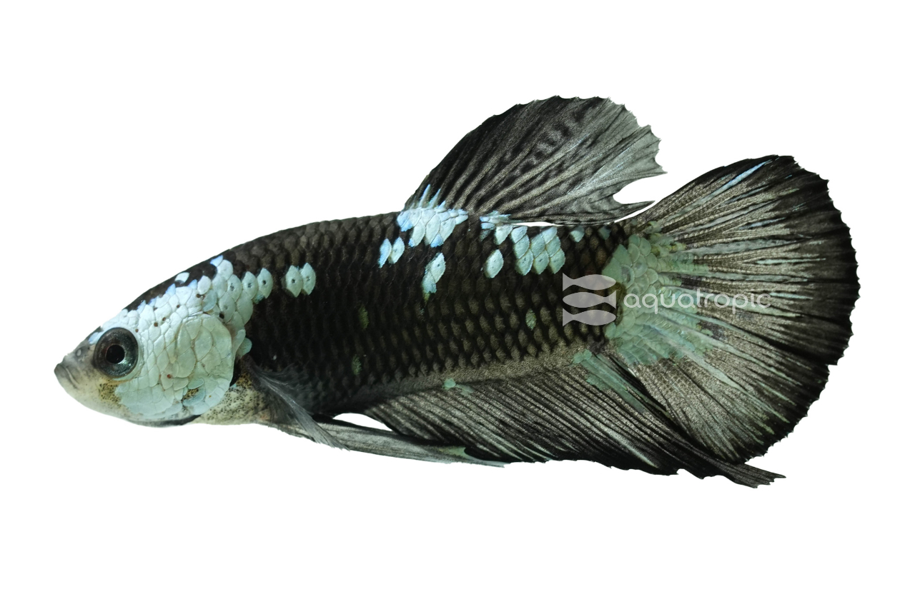 Binomial Nomenclature - What's In A Name? - Quality Marine