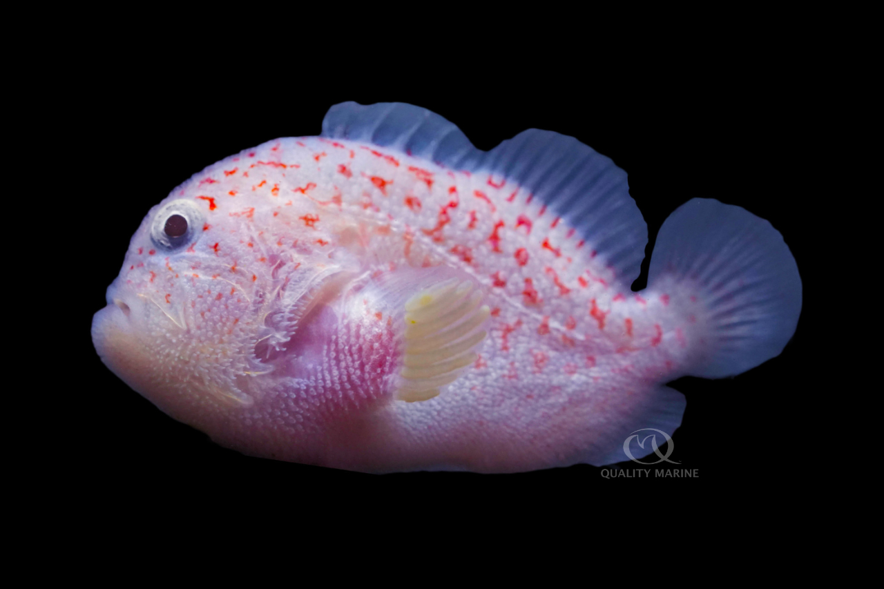 Spotted Gumdrop Croucher - Quality Marine