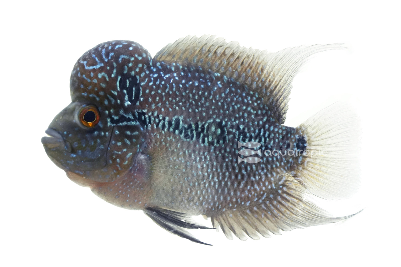 Super Red Dragon Flowerhorn Cichlid - Quality Marine