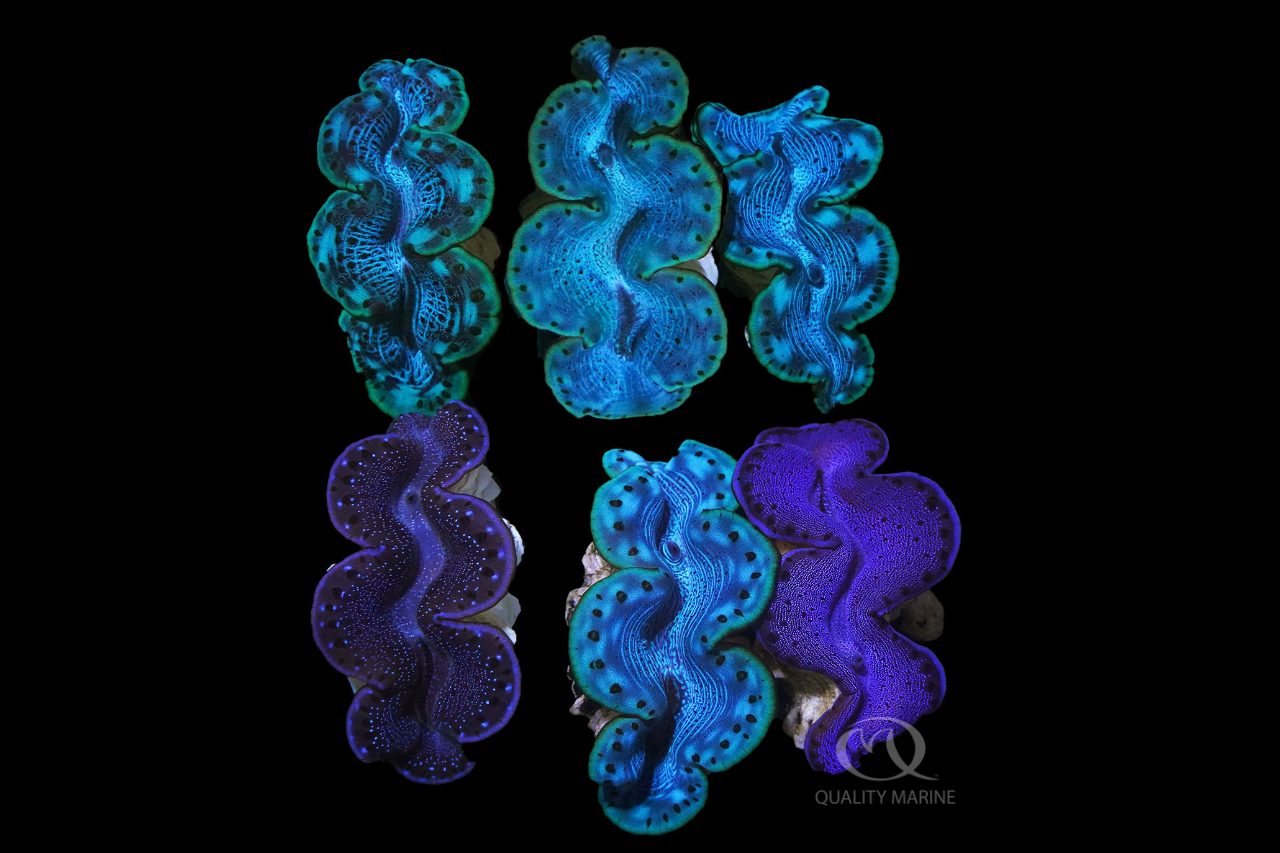 Quality Marine Receives Aquacultured Red Sea Clams - Quality Marine