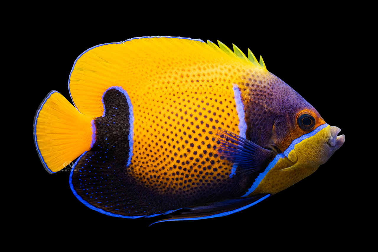 Majestic Blue Girdled Angelfish - Quality Marine