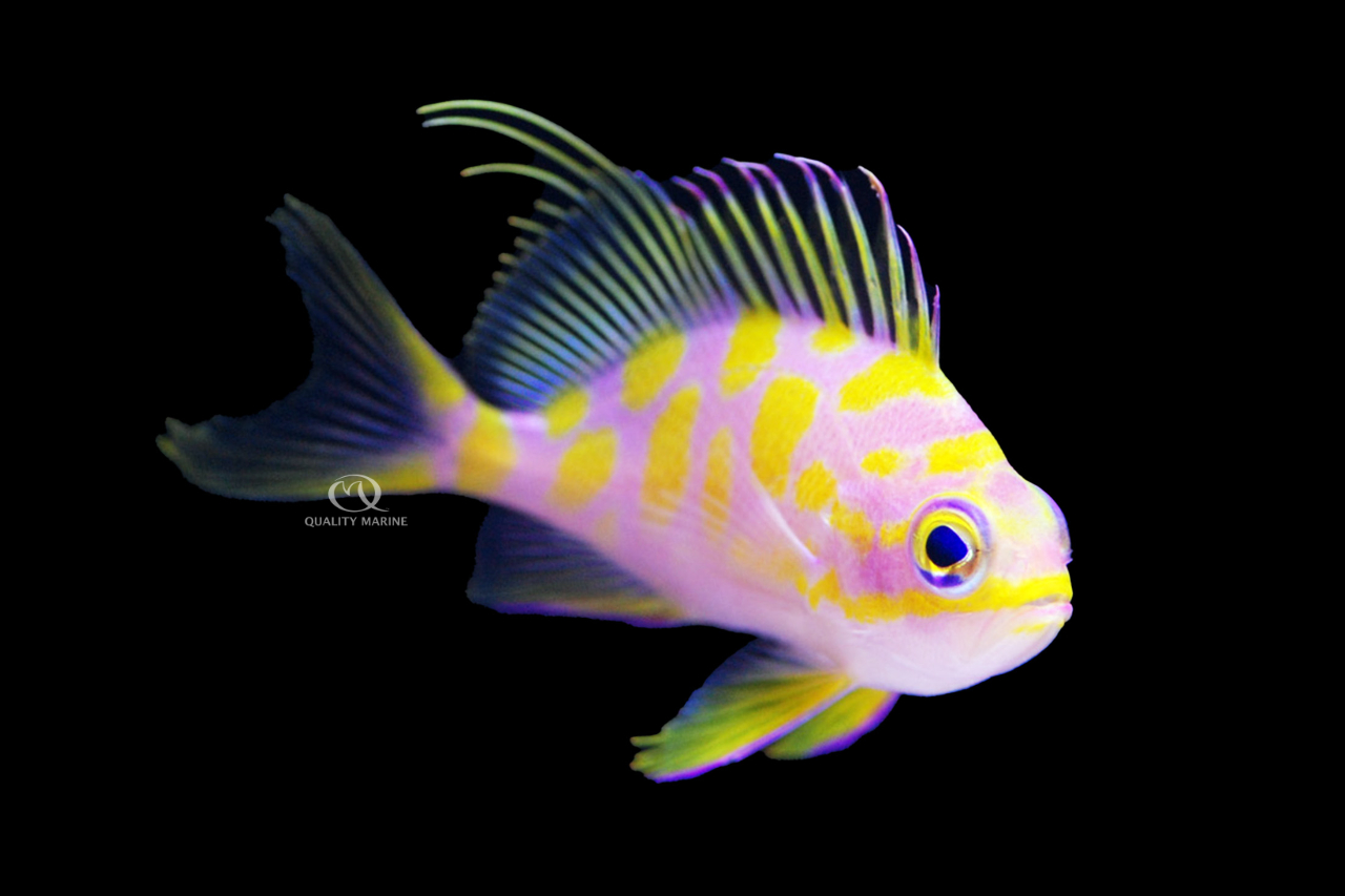 Checked Swallowtail Borbonius Anthias - Quality Marine
