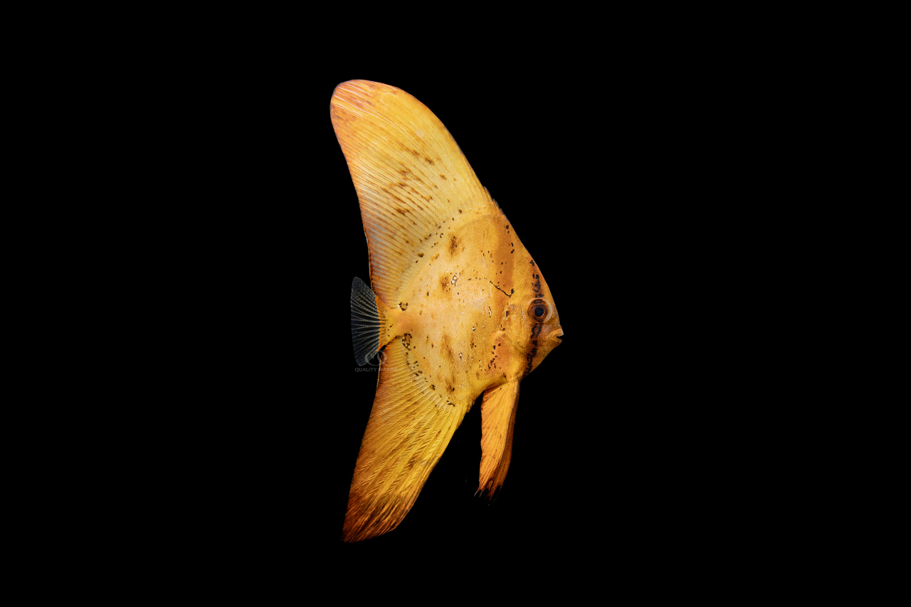 Orbicularis Batfish - Quality Marine
