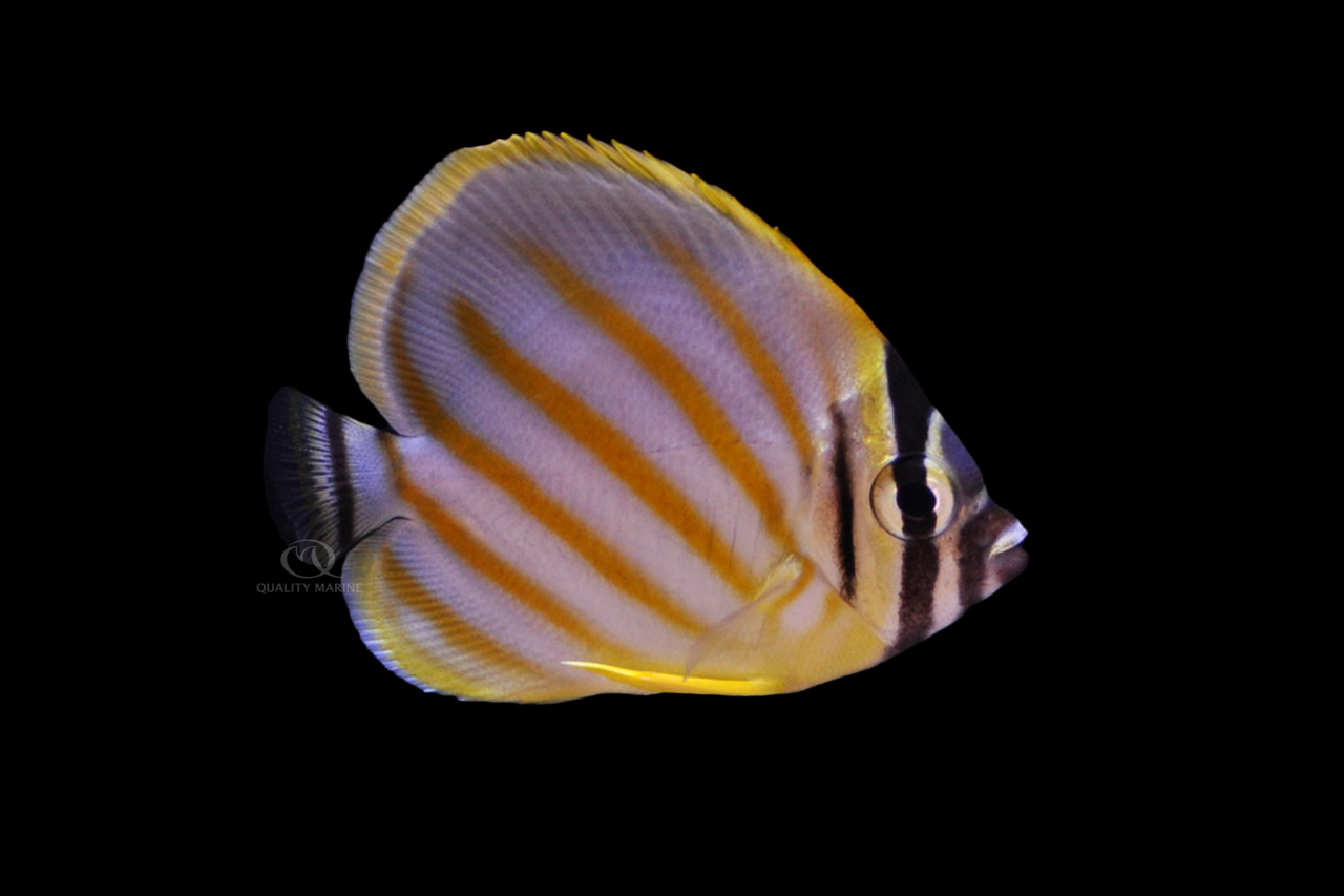 The Aptly Named Ornate Butterfly - Quality Marine