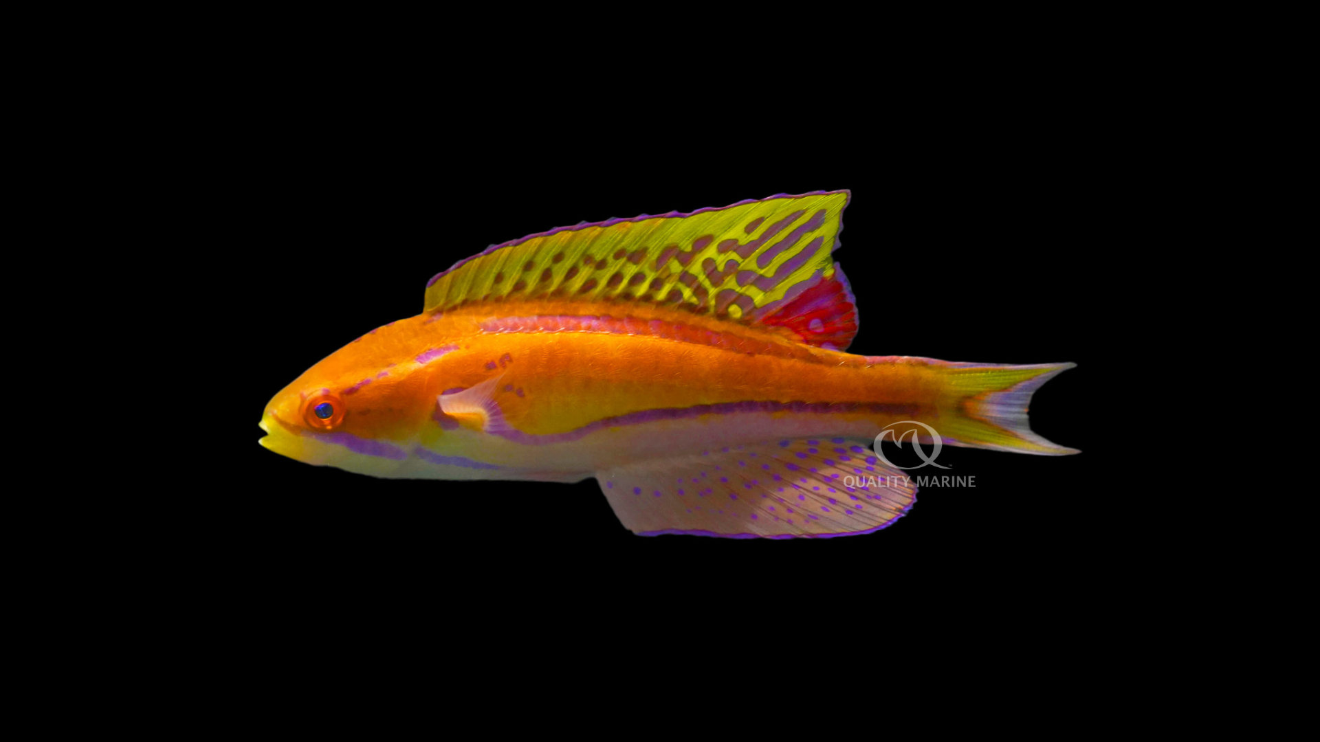 The Flashiest Wrasse - Quality Marine