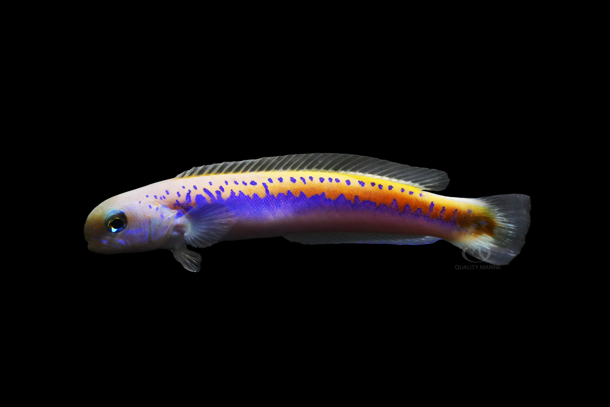 Oreni Tilefish - Hoplolatilus oreni - Quality Marine