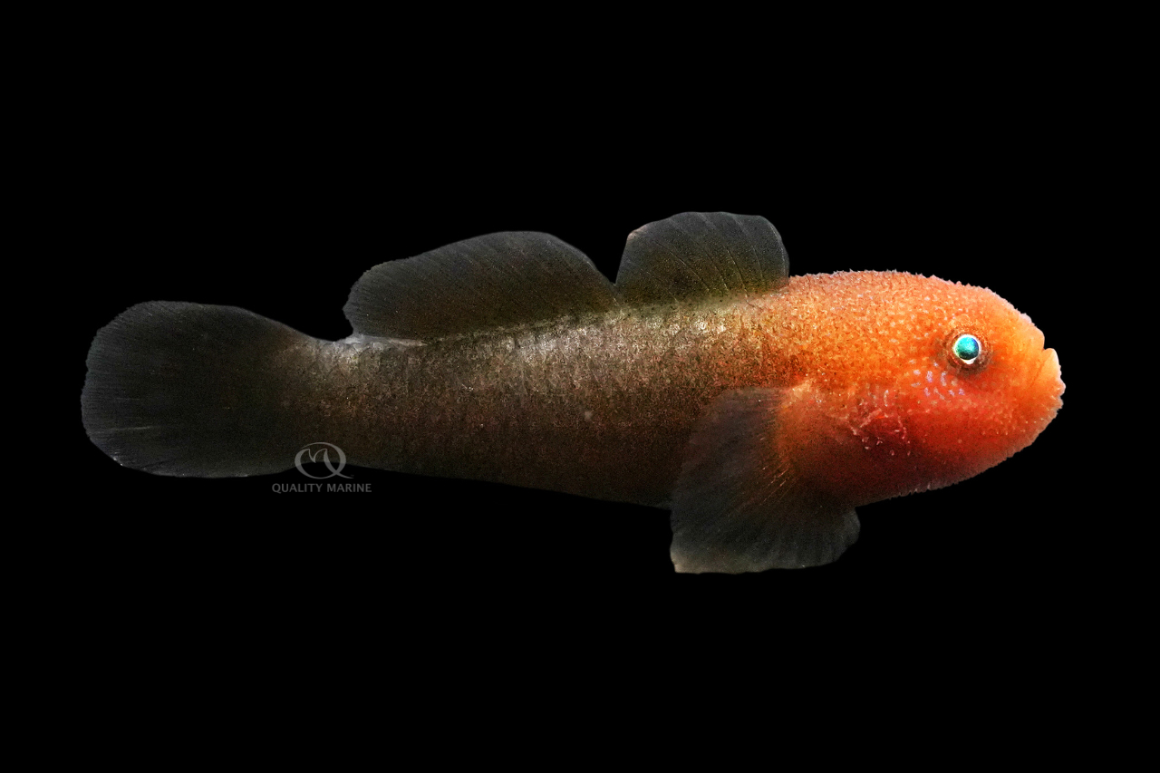 Redhead Coral Goby - Quality Marine