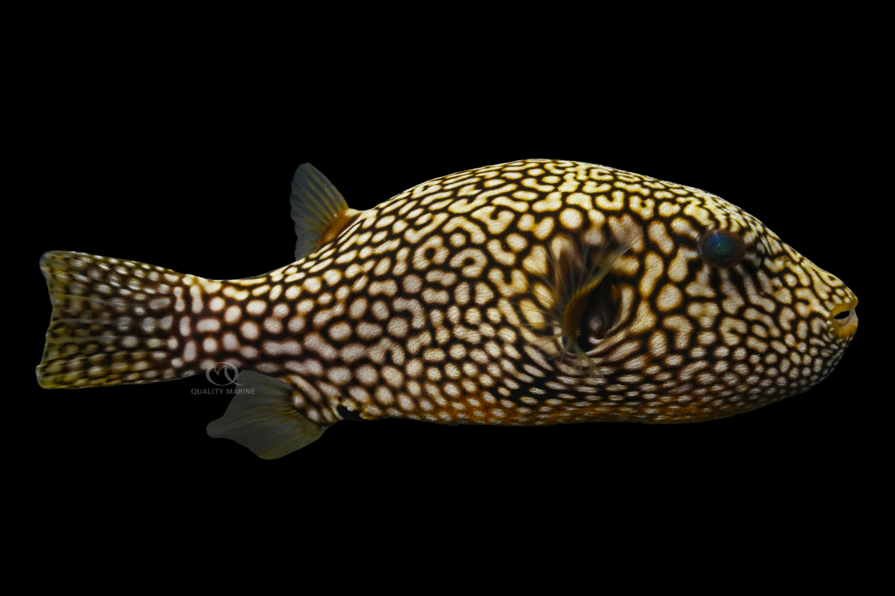 Scribbled Mappa Pufferfish - Quality Marine