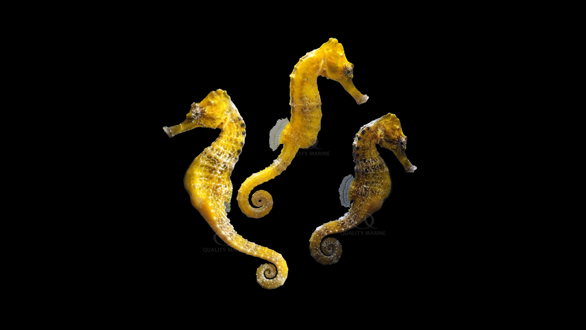Wild Brazilian Reidi Seahorse - Quality Marine