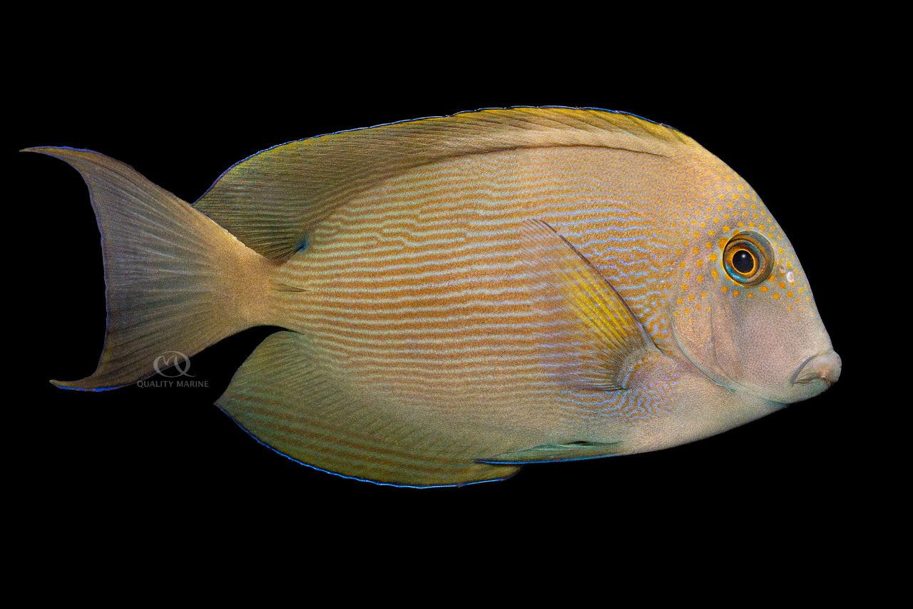 Highly Underrated Fish - Orange Stripe Bristletooth Tangs - Quality Marine