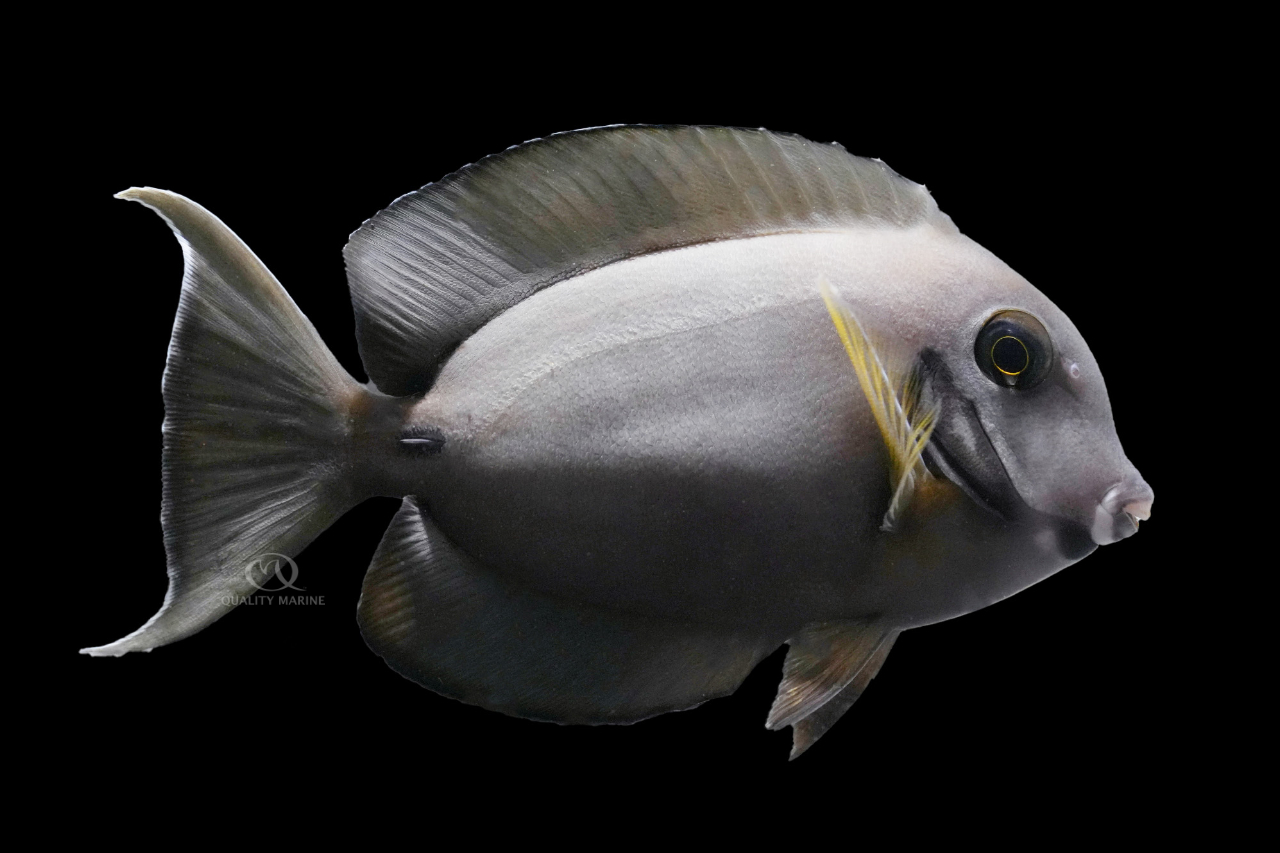 Tristis Tang - Quality Marine