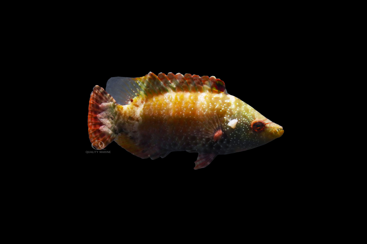 Highly Underrated Fish - The Long Jaw Wrasse - Quality Marine