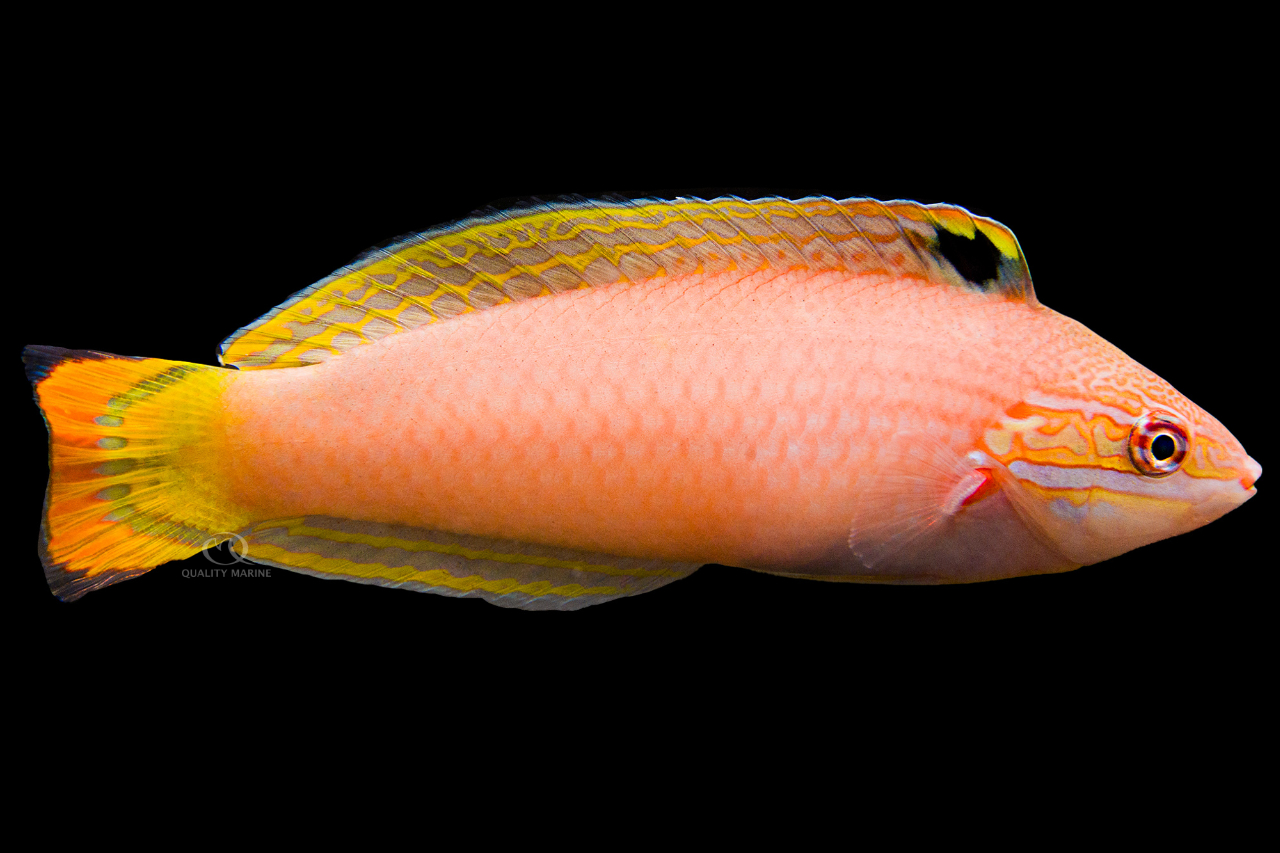 Yellowtail Pink Babi Wrasse - Quality Marine