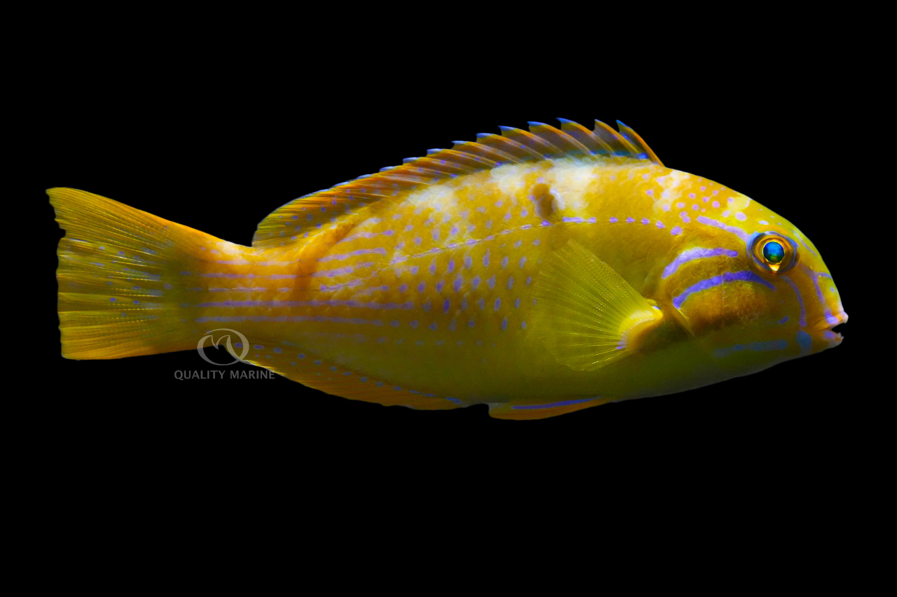 Gold To Blue Fish For You - Quality Marine