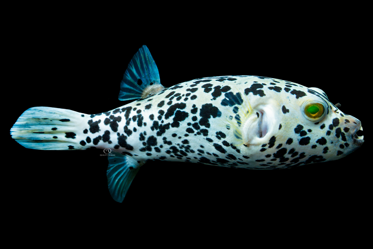 Dalmatian Dogface Pufferfish - Quality Marine