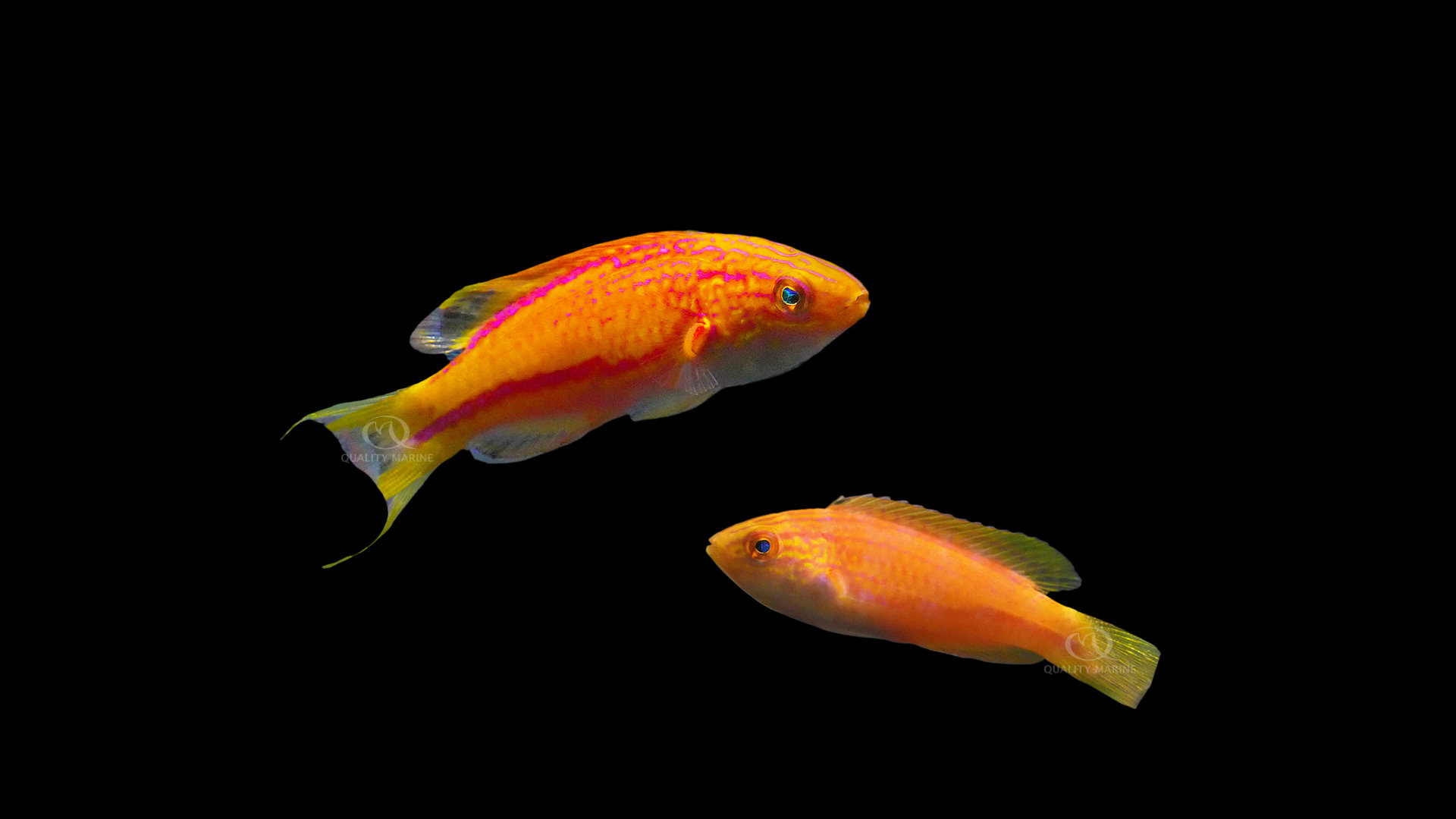 The Saintly Squire - Quality Marine