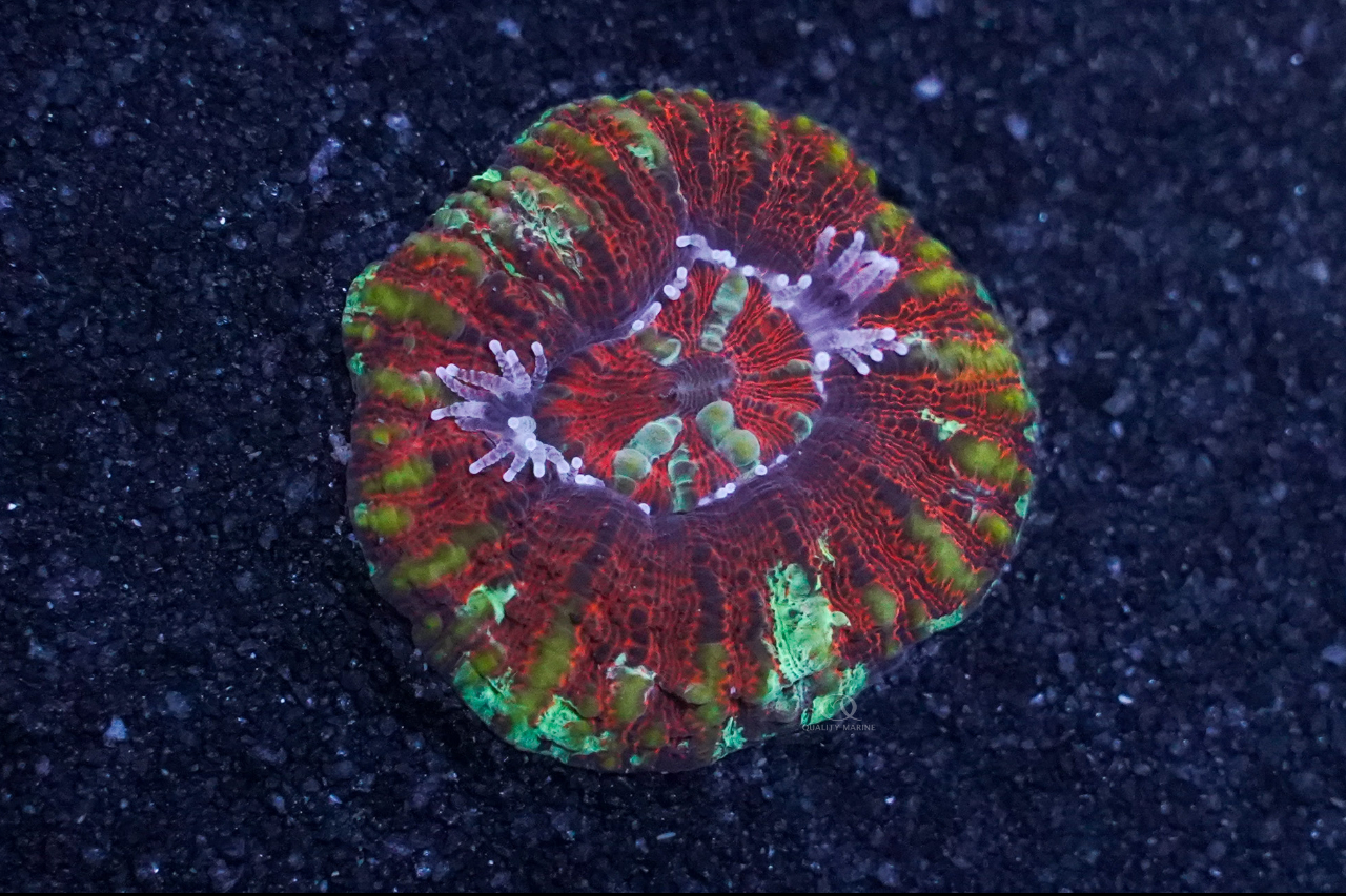 Stupendous Scolymia! - Quality Marine