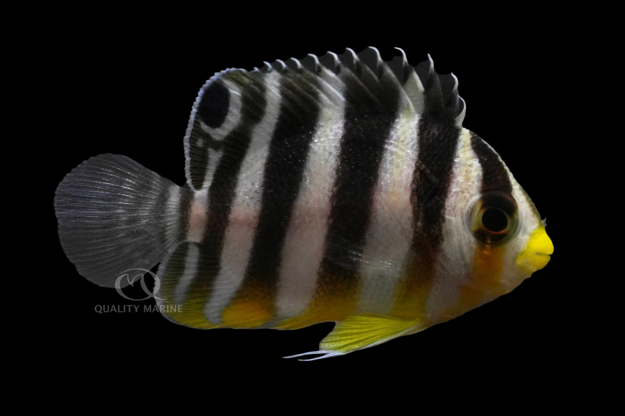 The Amazing, Aquacultured Angel - Quality Marine