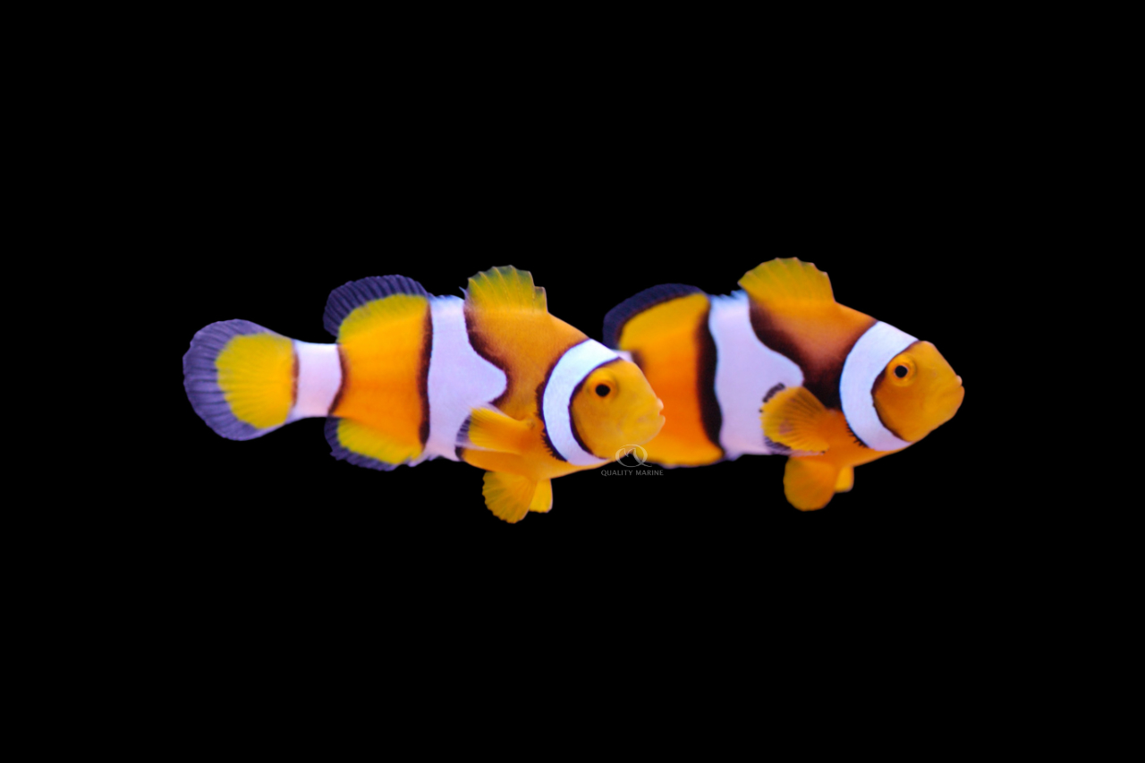 Aquacultured Bali Aquarich True Percula Clownfish - Quality Marine