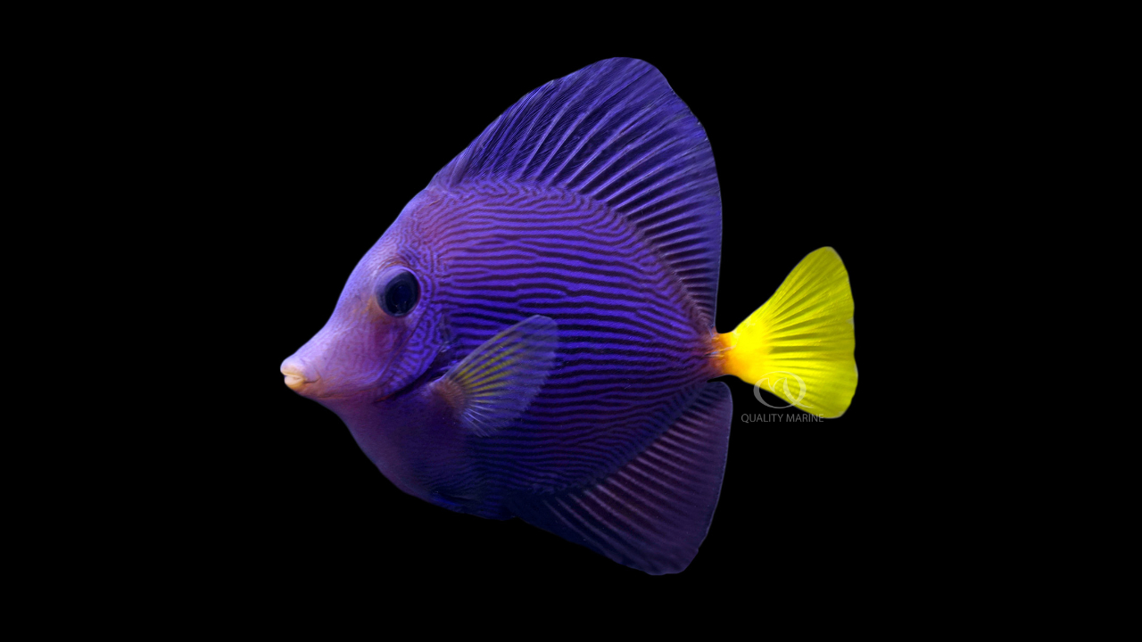 Purple Freshwater Community Fish