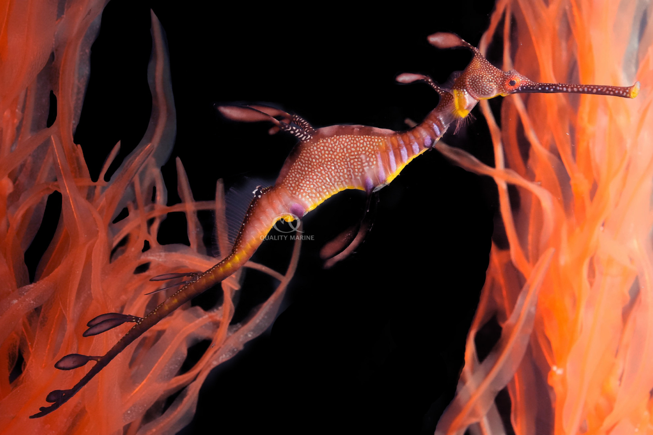 Aquacultured Weedy Sea Dragons - Quality Marine