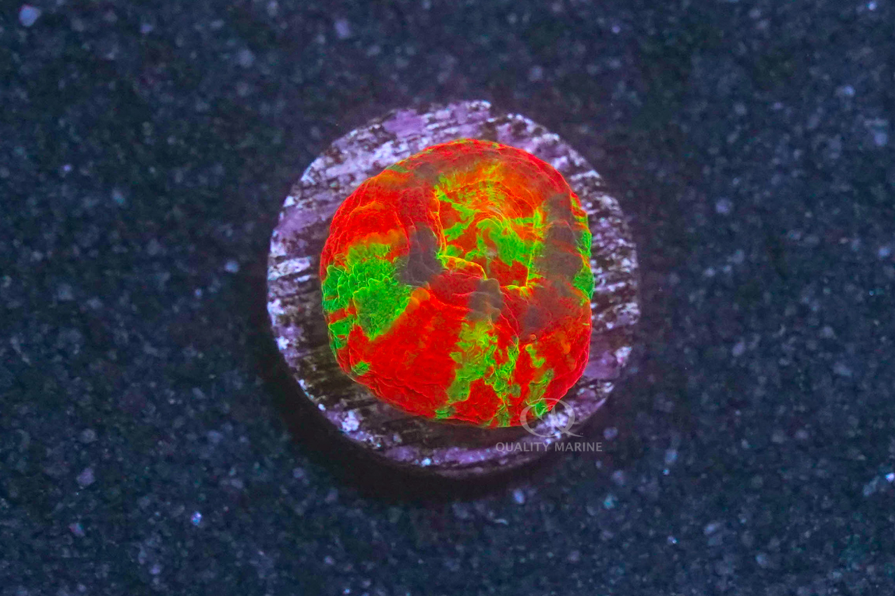 Aquacultured Master Scoly Frag Quality Marine