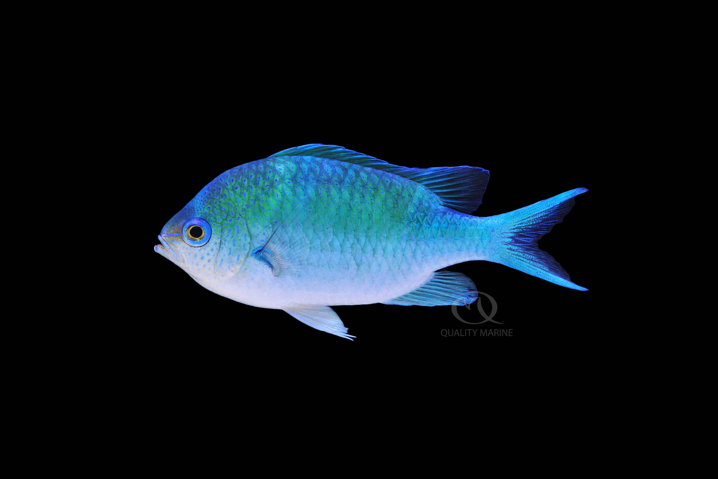 All the Chrome - ok, maybe not "ALL" - Quality Marine