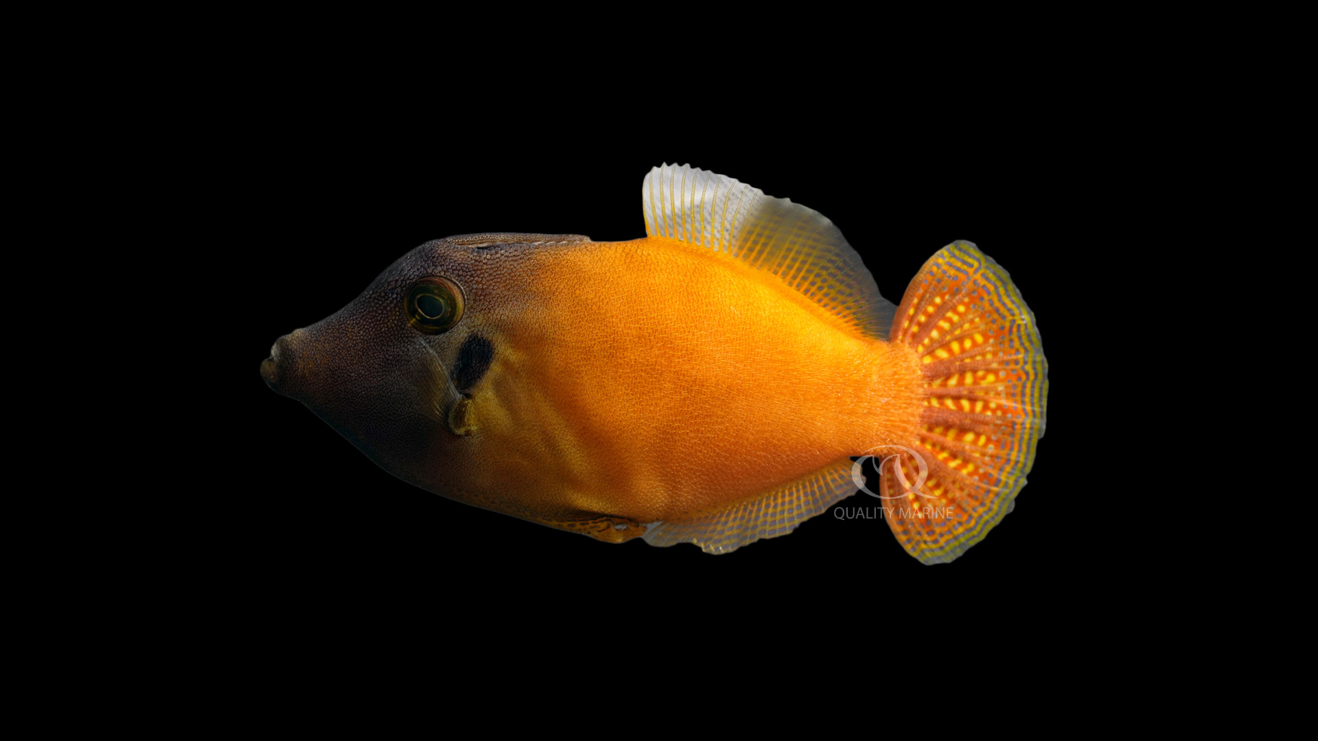 Orange You Glad I Didn't Say BlackHead? - Quality Marine