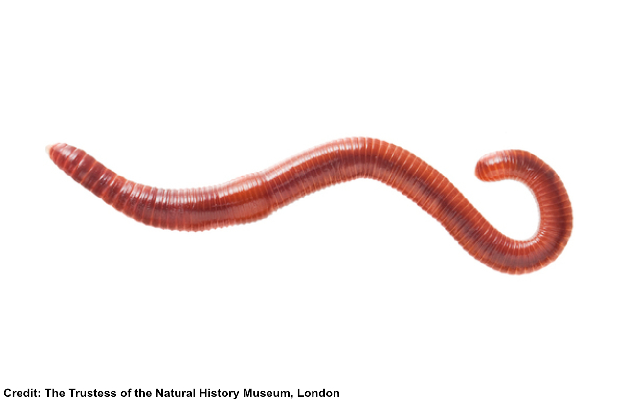 Homegrown Food - Red Wigglers - Quality Marine