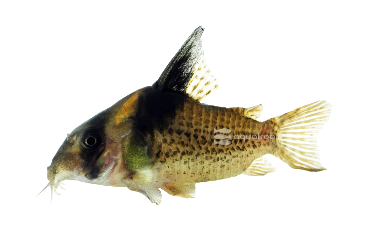 Everybody Loves Cory(s) - Quality Marine