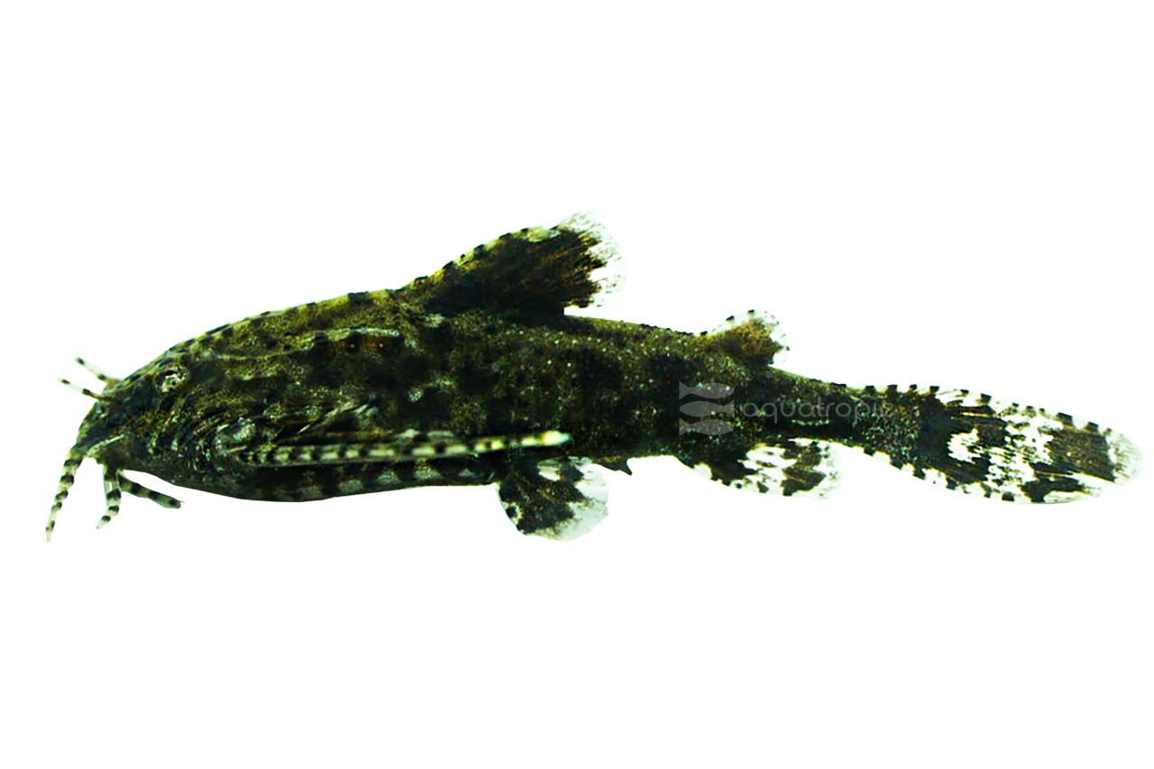 Stone/Anchor Catfish - Quality Marine