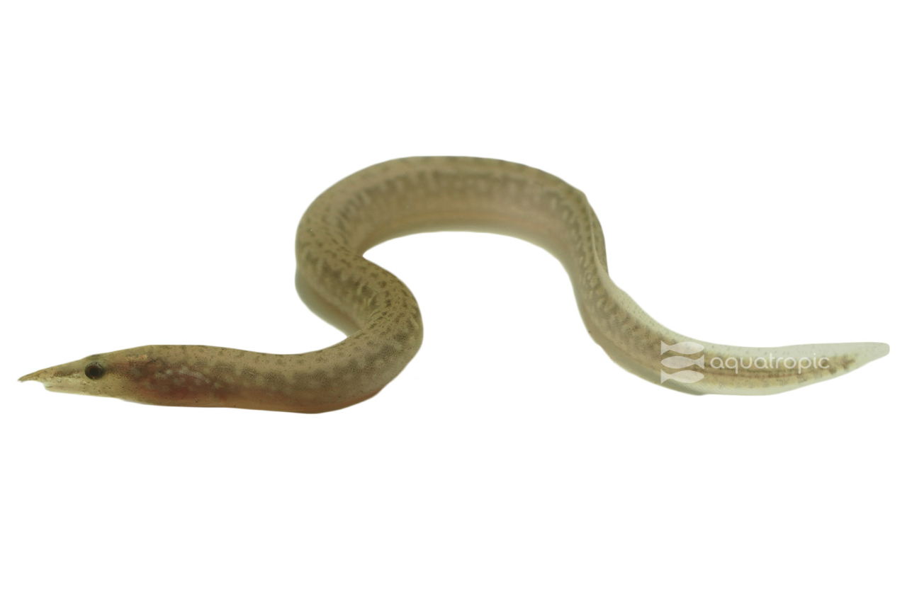 The Beauty Of A Starry Night - Quality Marine