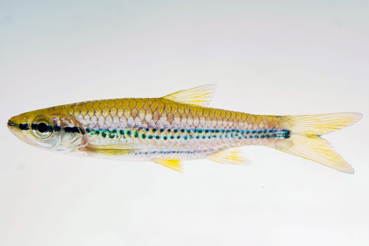 How Many Apollo Sharks Are There Anyway? - Quality Marine