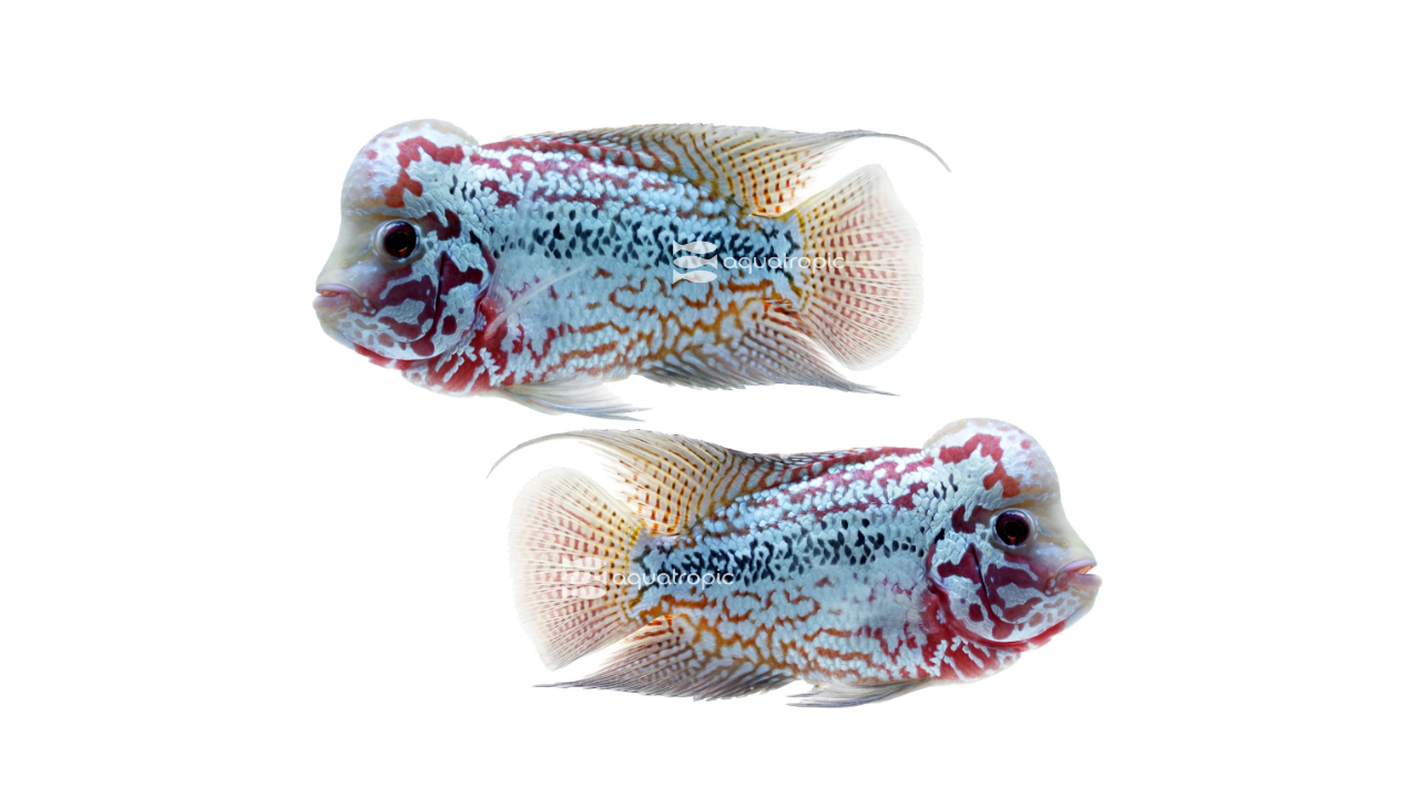 King Kamfa Of The Flowerhorns - Quality Marine