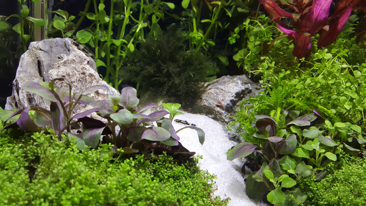 Teeny Tiny Tanks - Quality Marine