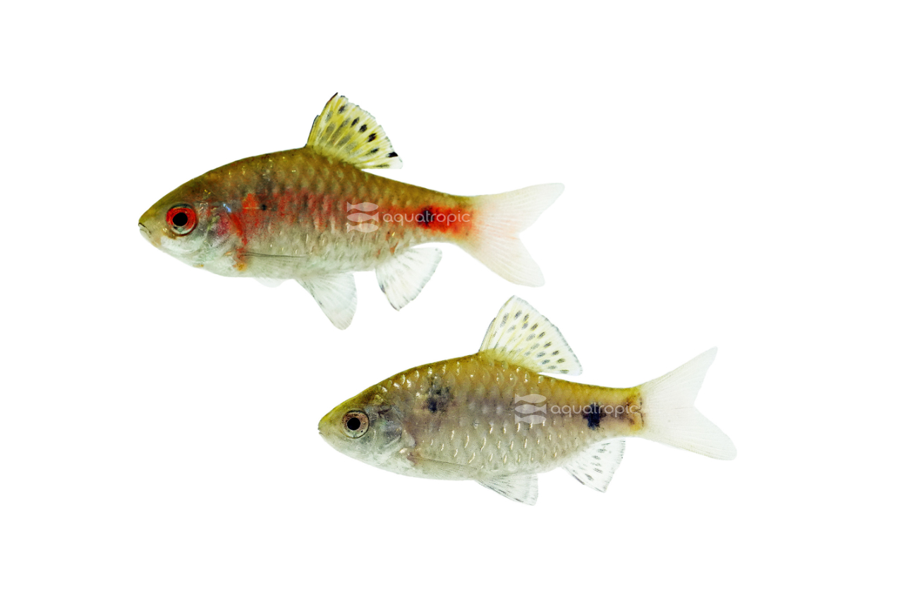 Is The Odessa Barb the Perfect Fish? - Quality Marine