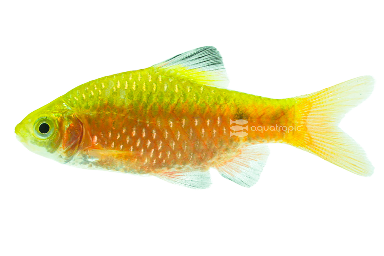 Perfect Pethia - Quality Marine