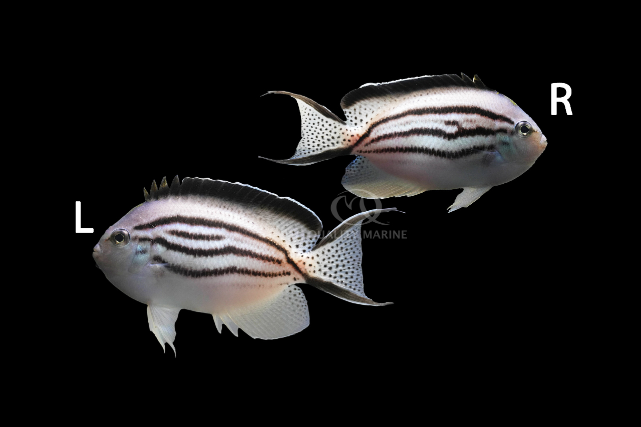 Lamazing Lamarck - Quality Marine