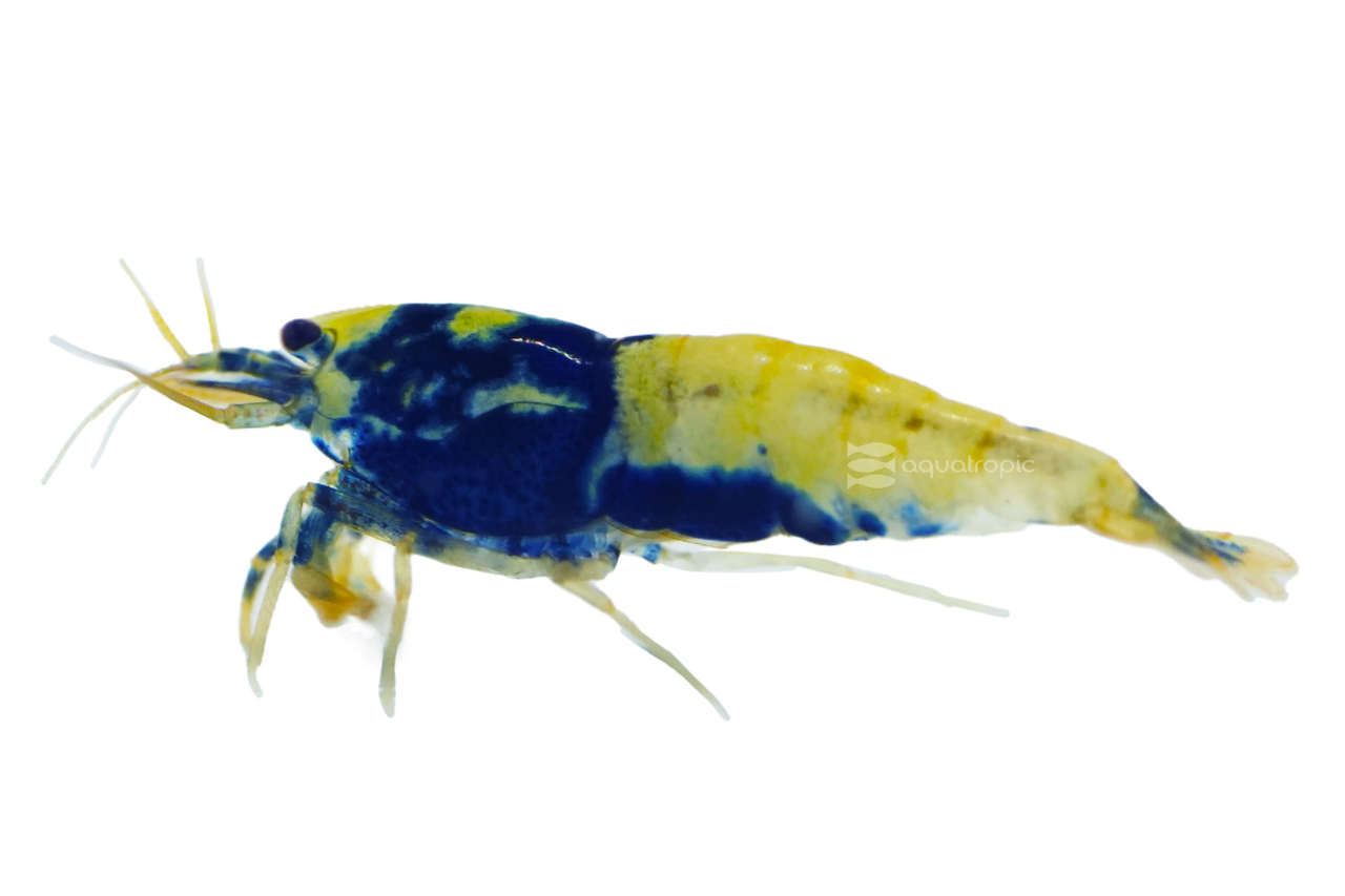 Black Pinto ‘Zebra’ Shrimp - Quality Marine