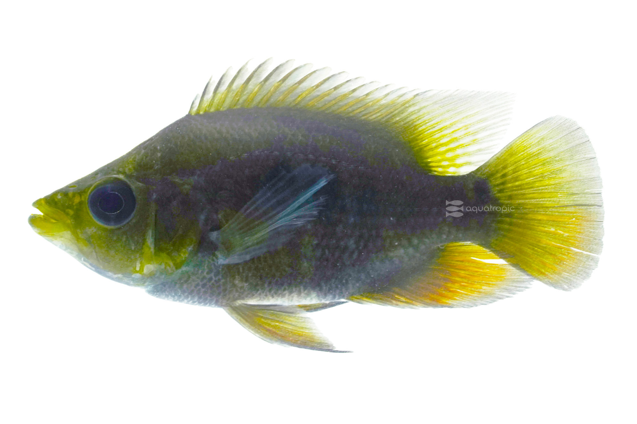 Basketmouth Cichlid - Quality Marine