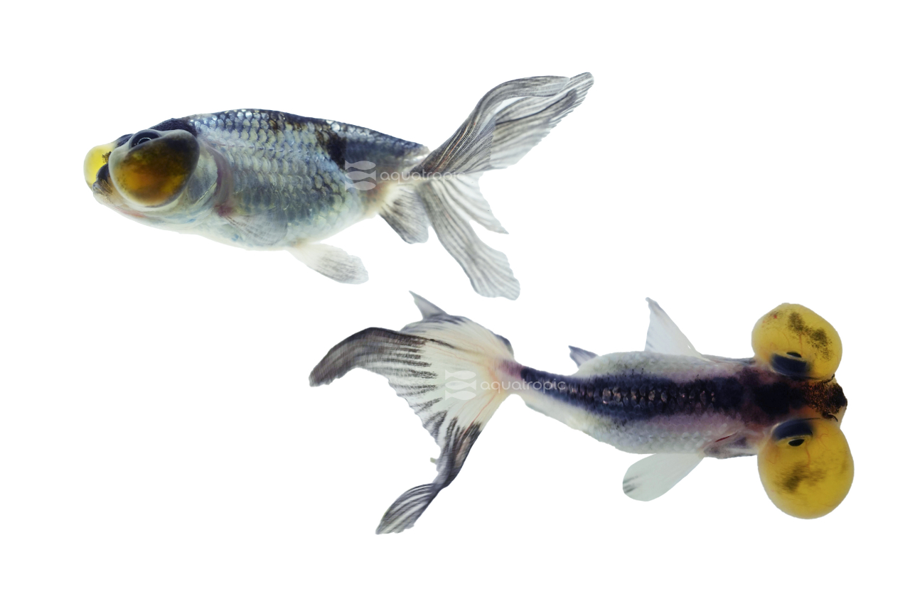 Black & White Bubble Eye Goldfish - Quality Marine