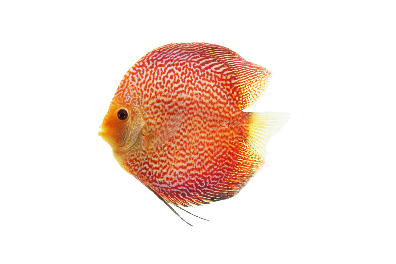 Ruby Diamond Discus - Quality Marine