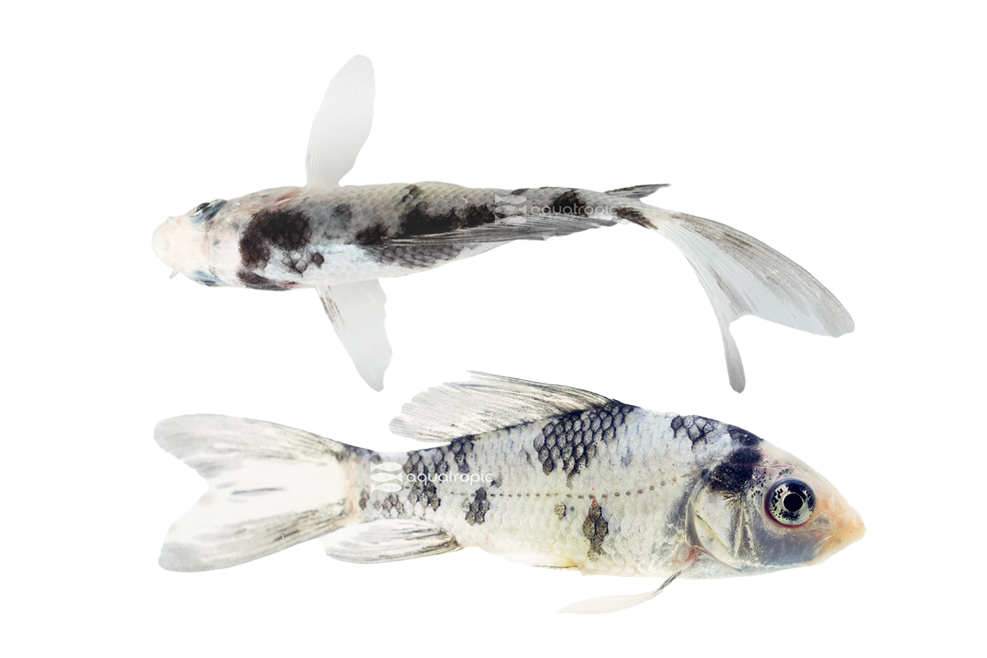 Assorted Butterfly Koi - Quality Marine