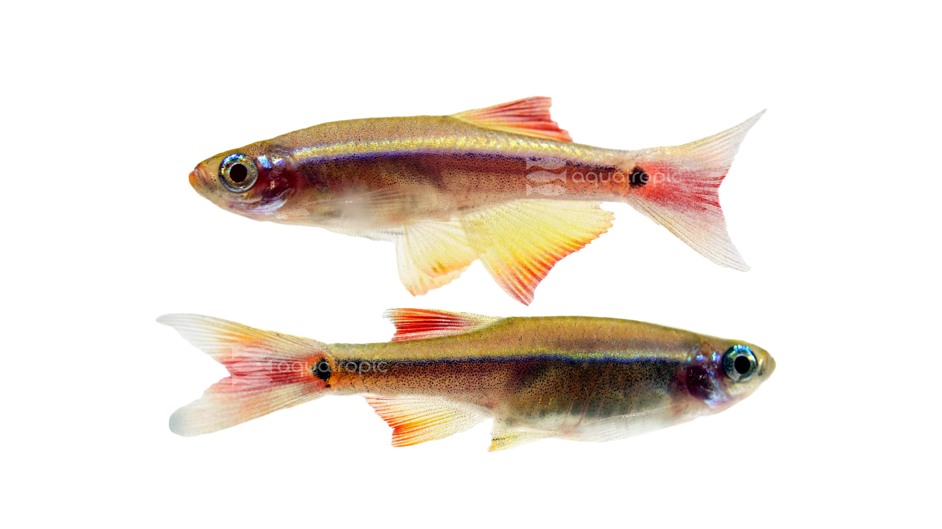 Long Fin White Cloud - Quality Marine